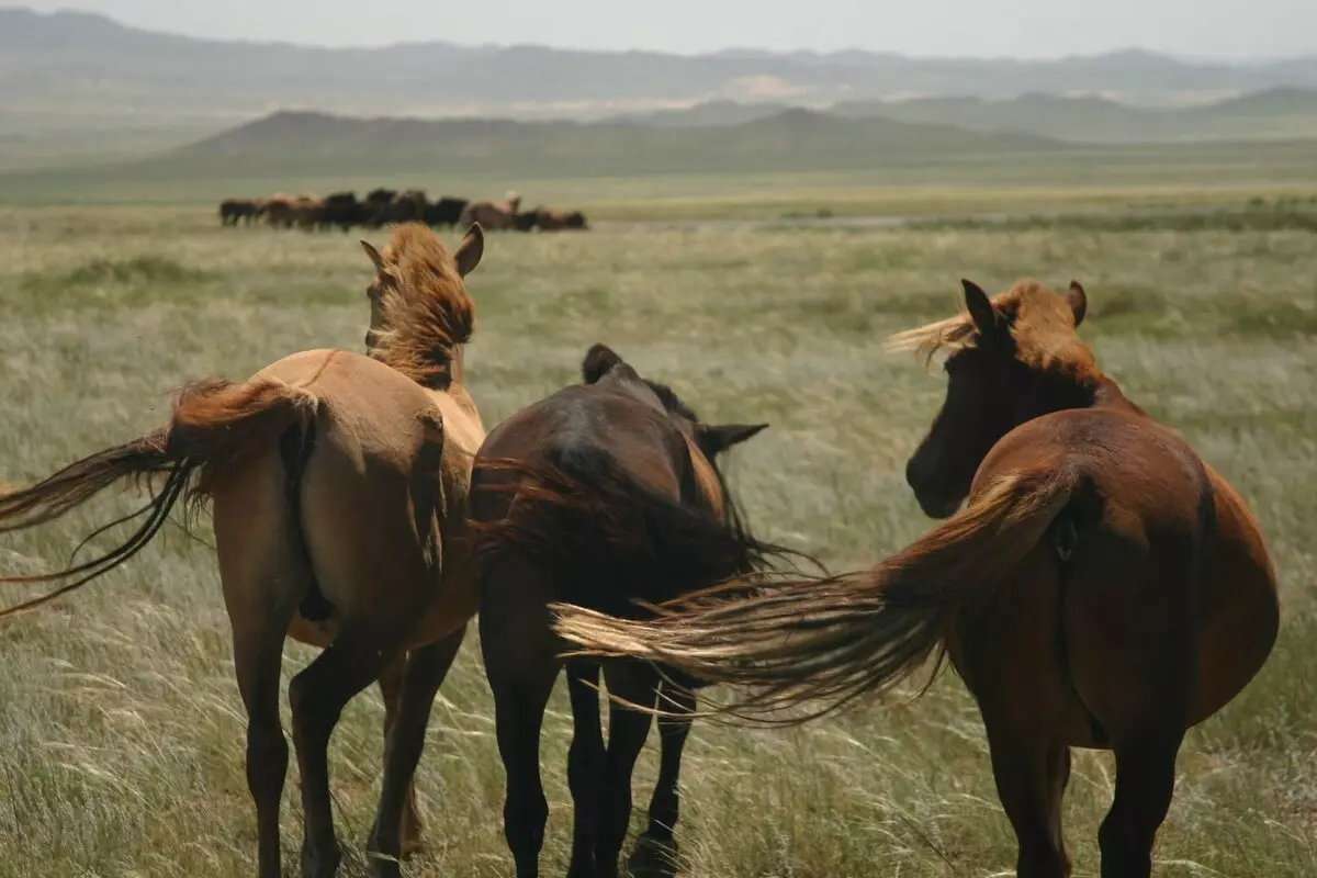 What horses are genetically close to ancient Mongolian horses?