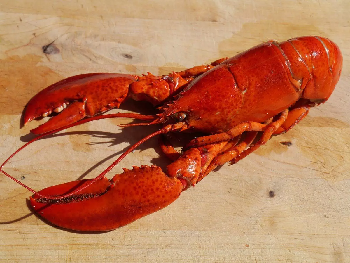 Lobster-1726627_1280.jpg.