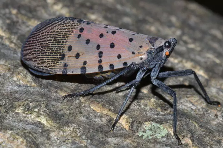 Vista lateral adulta de Lanternfly manchada (GRYGHOOVER) .jpg