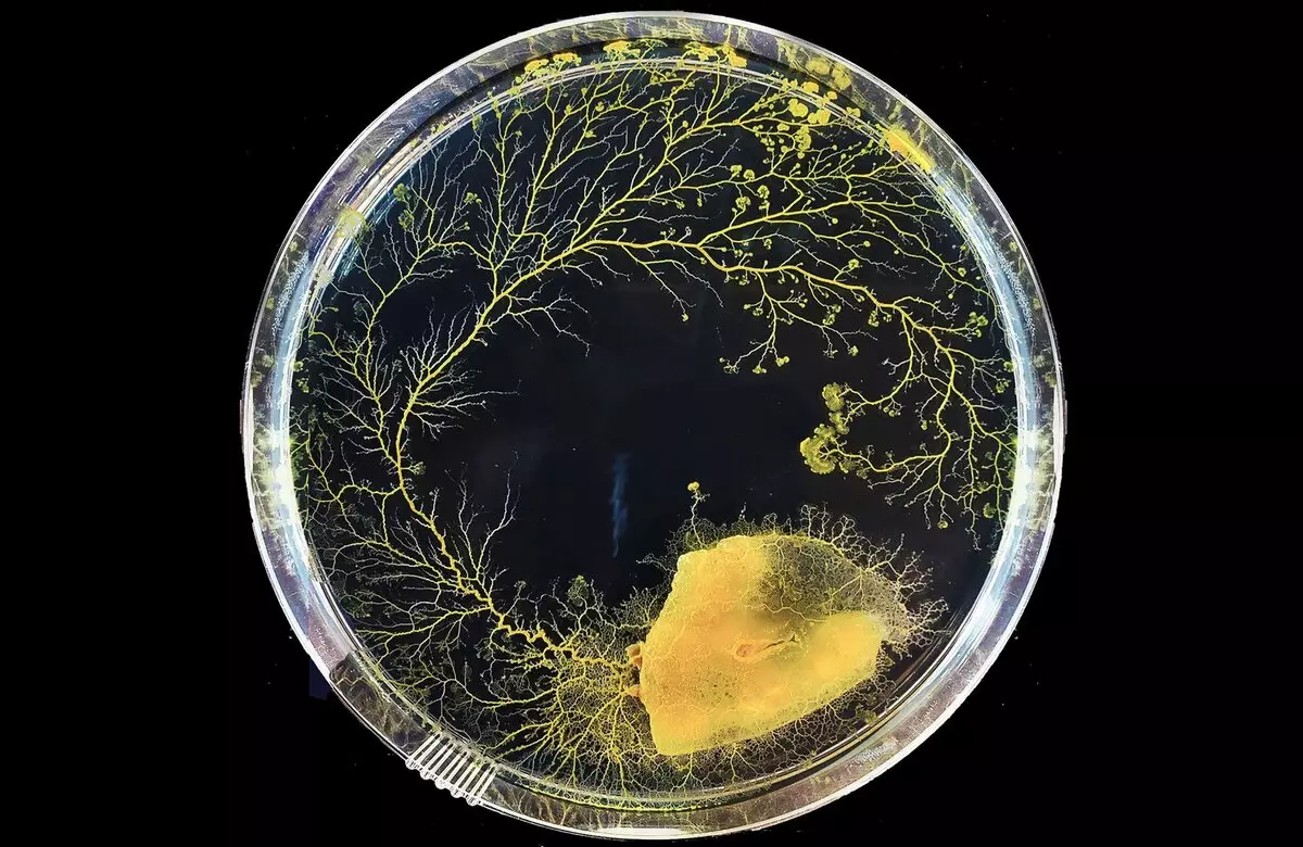 Physarum-Spatial-Decision-Making-Growth-in-Petri-Dish.jpg