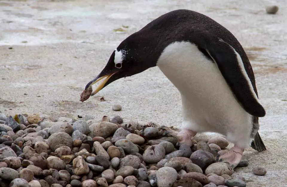 एडिनबर्ग झू पासून पेंग्विन तयार आहेत