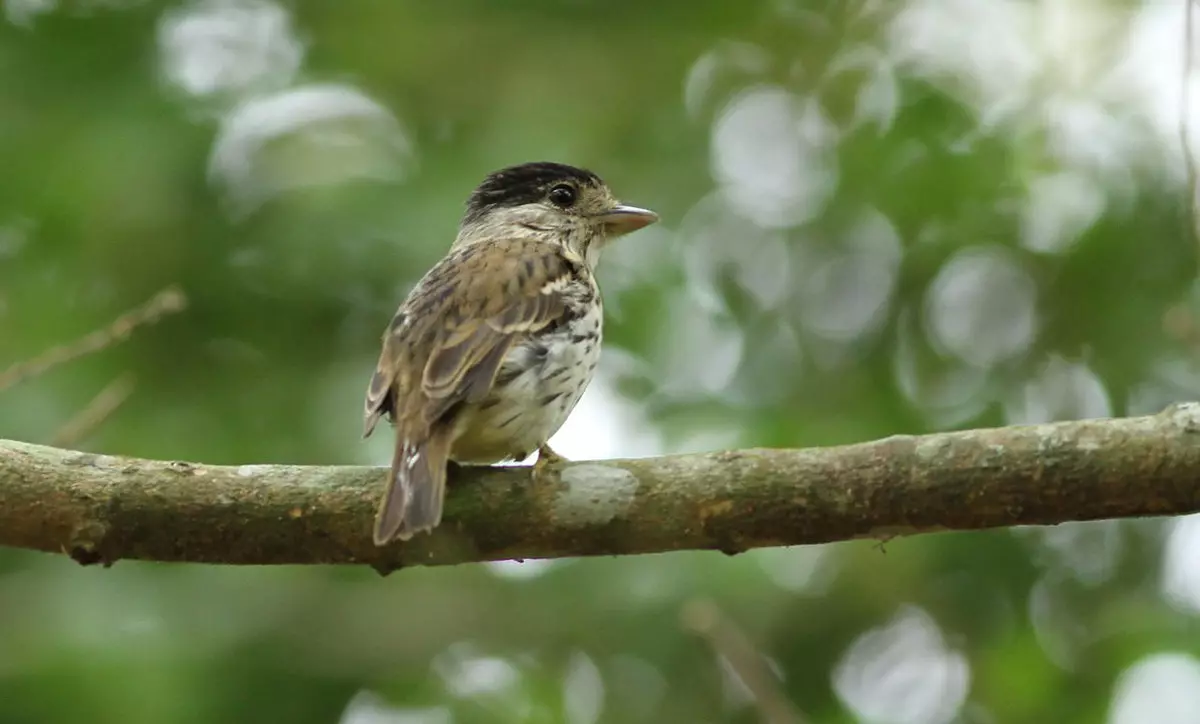 Video: Ali di canto degli uccelli