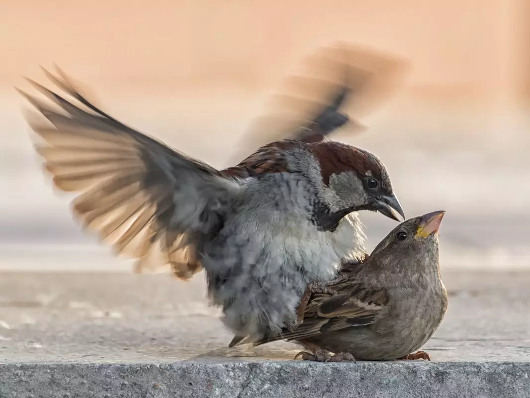 Sparrows pini kopin yo pou trayizon
