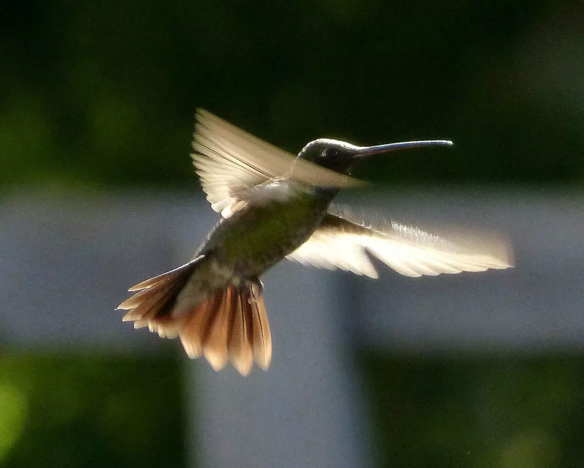 Làm thế nào "ngáy" Hummingbird: Video