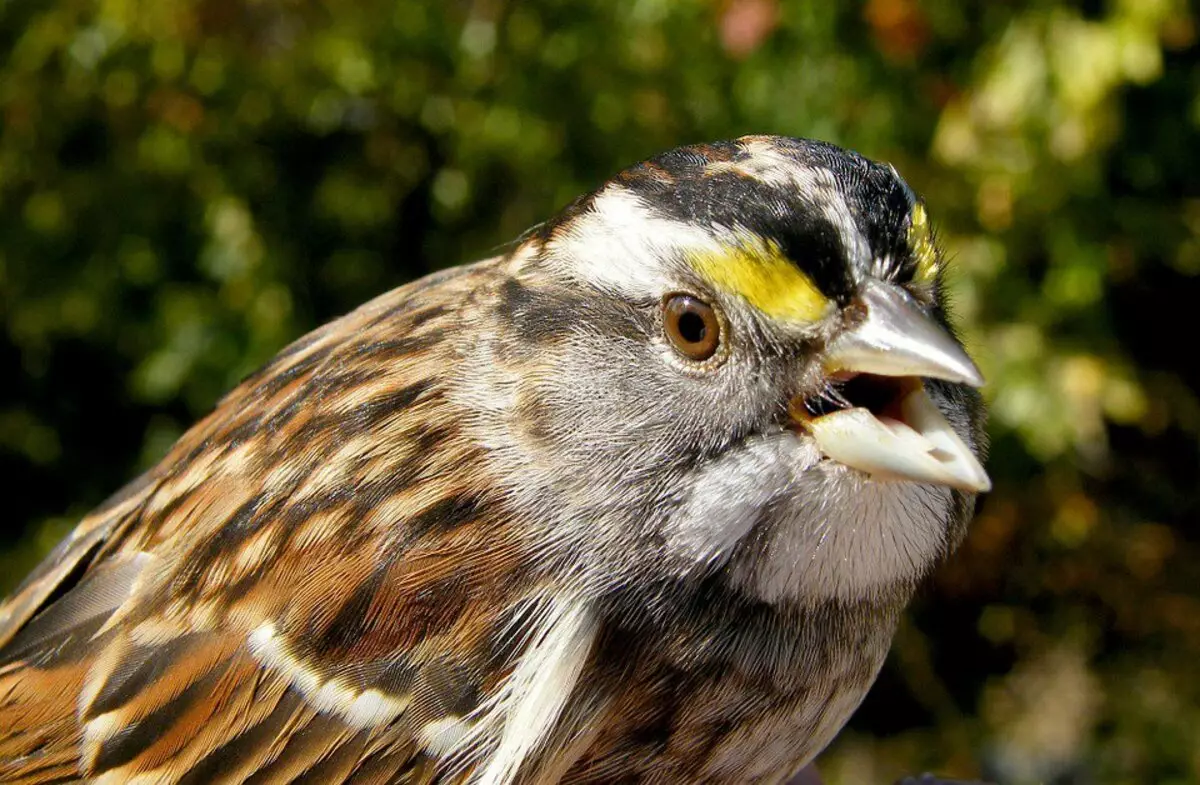 En los Estados Unidos, hay una población de cantantes de aves.