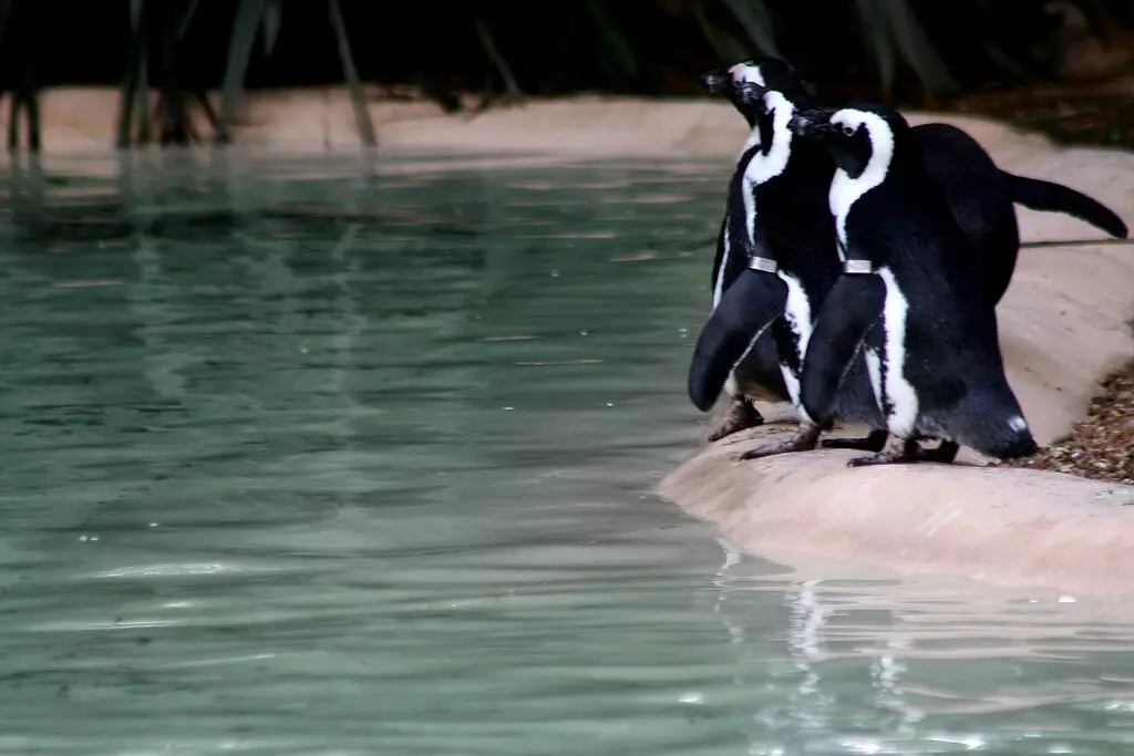 समलिङ्गी पेंगुइन एक डच चिडियाघर मा एक gaetherosexual जोडी एक अन्डा चोरेछ