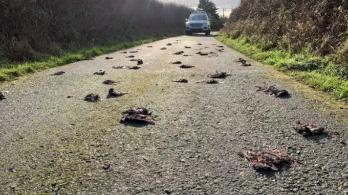 In Wales killed hundred birds. No one knows why