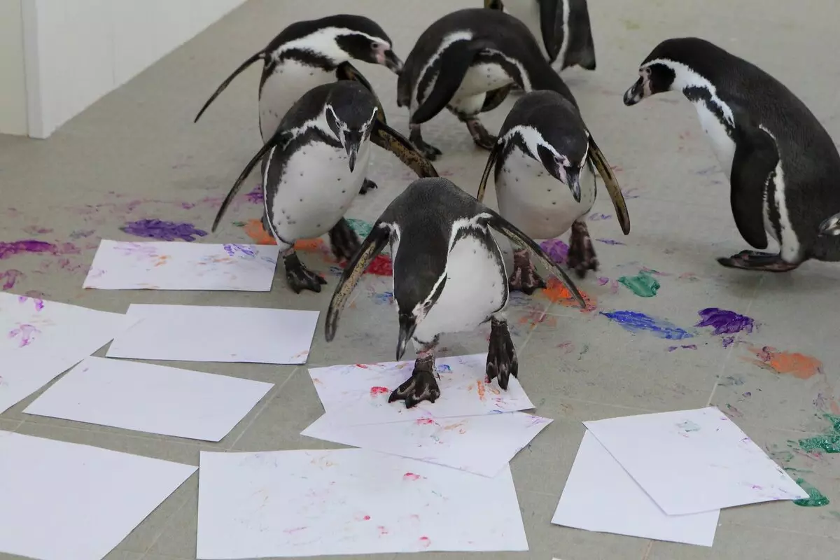 Pinguini di Primorsky Oceanarium