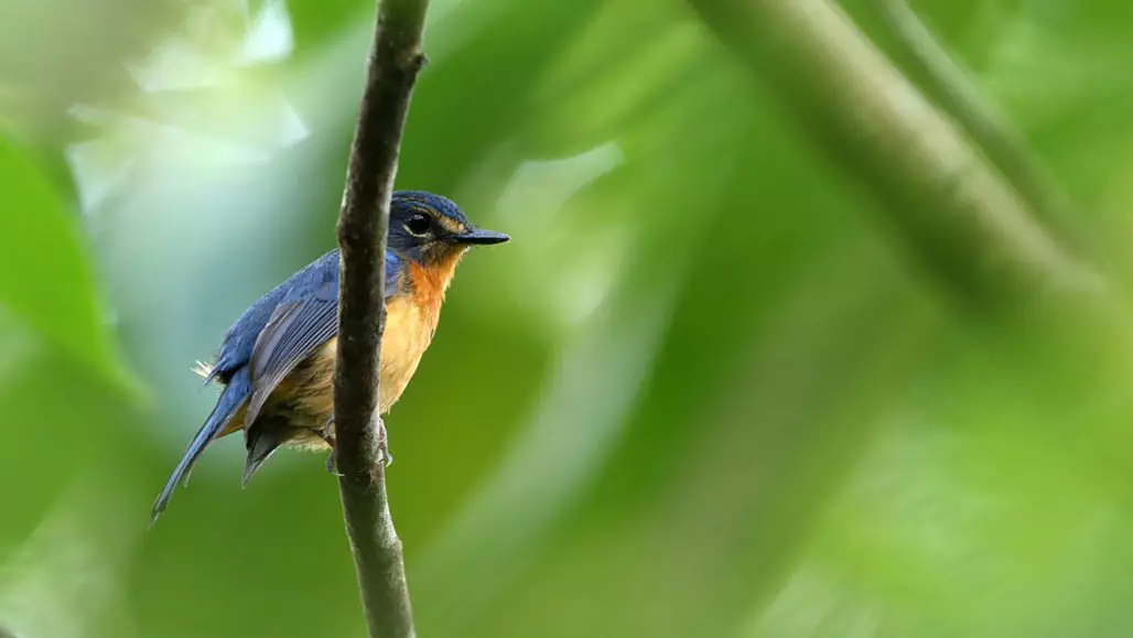 In Indonesia, found 10 new bird species for one expedition at once.