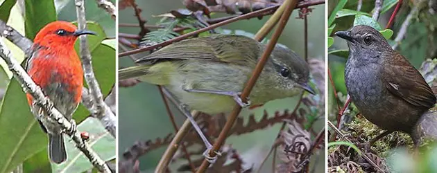 Indoneesias leiduvad lindude tüübid