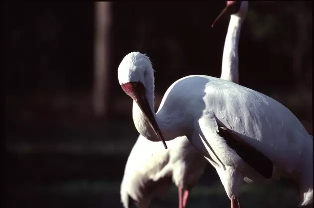 White Crane (Sterkh). Oka Reserve. Foto (s) Leonid Kruglov WWF Rossii.jpg
