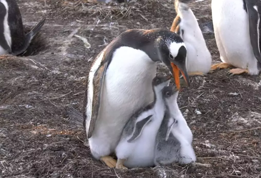 Penguin-pet comes brother: video