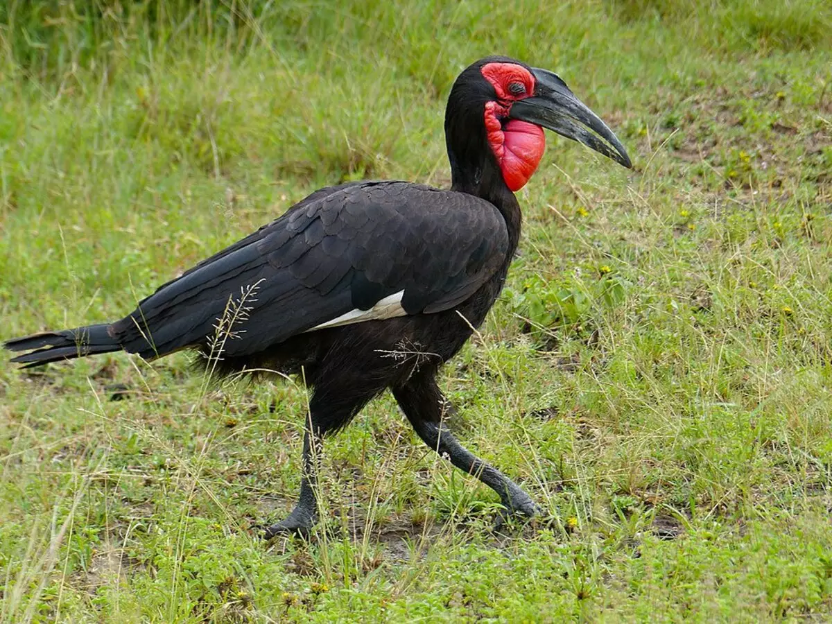 The horned raven eats a poisonous snake: video