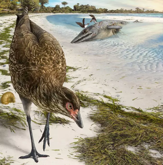 From whom did ducks and chicken go? In Belgium, discovered their ancient ancestor.