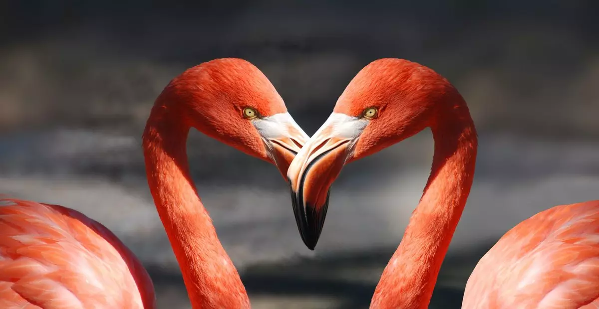 Różowy Przyjaźń: Trwała Flamingo Relations trwa od lat