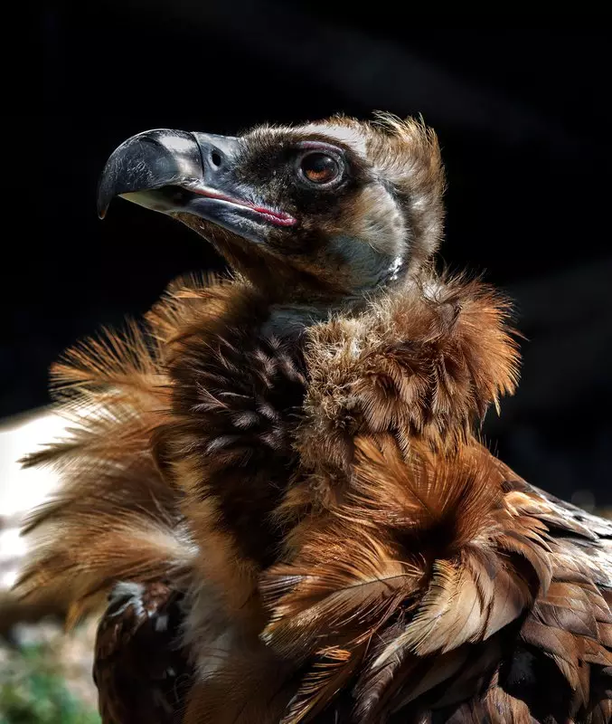 Siri ya Necrophages: Jinsi Vultures kula mtu na kubaki afya