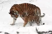 Amur tiikeri