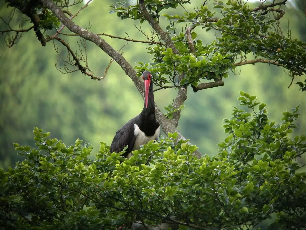 Sa Moscow zoo, lumitaw ang itim na storks ng isang sisiw: video