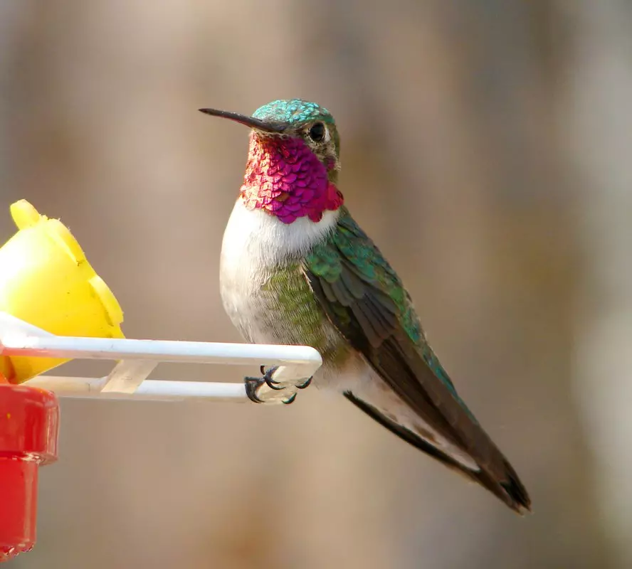 Hummingbird mato spalvą, kurią asmuo negali įsivaizduoti
