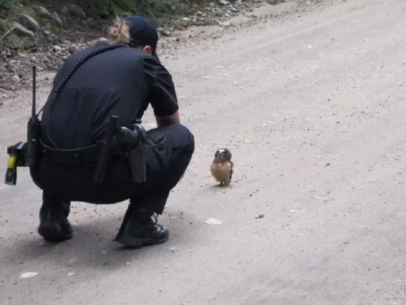 Con cú nhỏ ngăn chặn cảnh sát: Video