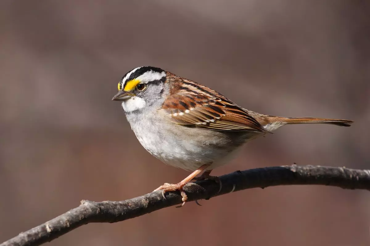 sparrows ສີຂາວໃນການາດາມີການປ່ຽນແປງການຮ້ອງເພງຂອງພວກເຂົາ