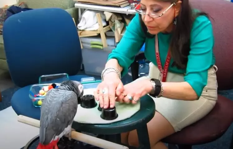 Parrot извършва тест за визуална памет при ученици нивото на Харвард