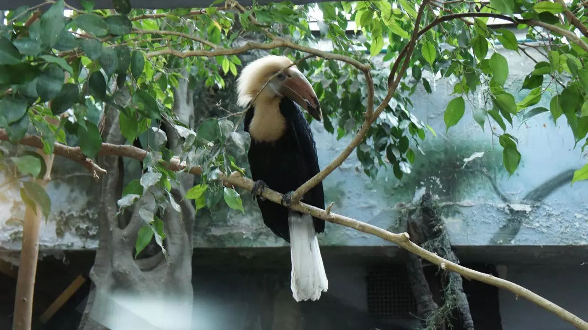 Boynuzlu Tavuk: İlk defa Moskova hayvanat bahçesinde, genç bir gergedan kuşu yumurtadan çıktı.