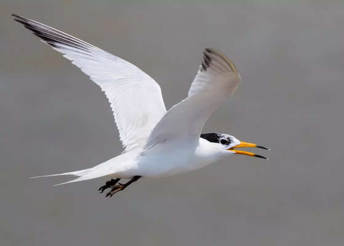 Ornithologists ti gbé on a uninhabited erekusu fun odun marun lati fi seabirds