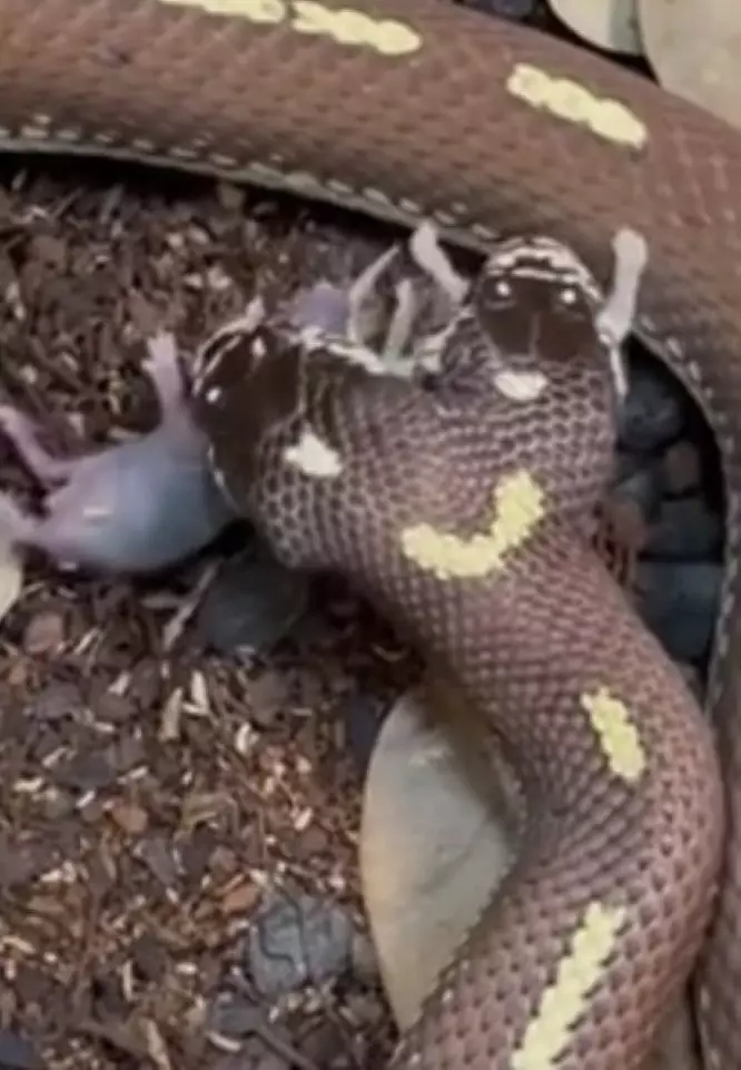 Un șarpe cu două capete mănâncă doi șoareci: video