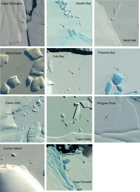 Спутник Антарктидагы империя пингвинының яңа колонияләрен таптылар