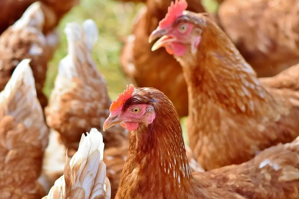 Domestication reducerede kylling hjernen og gjorde dem mindre buggy