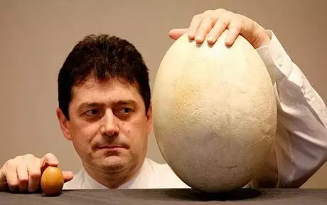 ЕПОРИС: џиновска птица со големи јајца