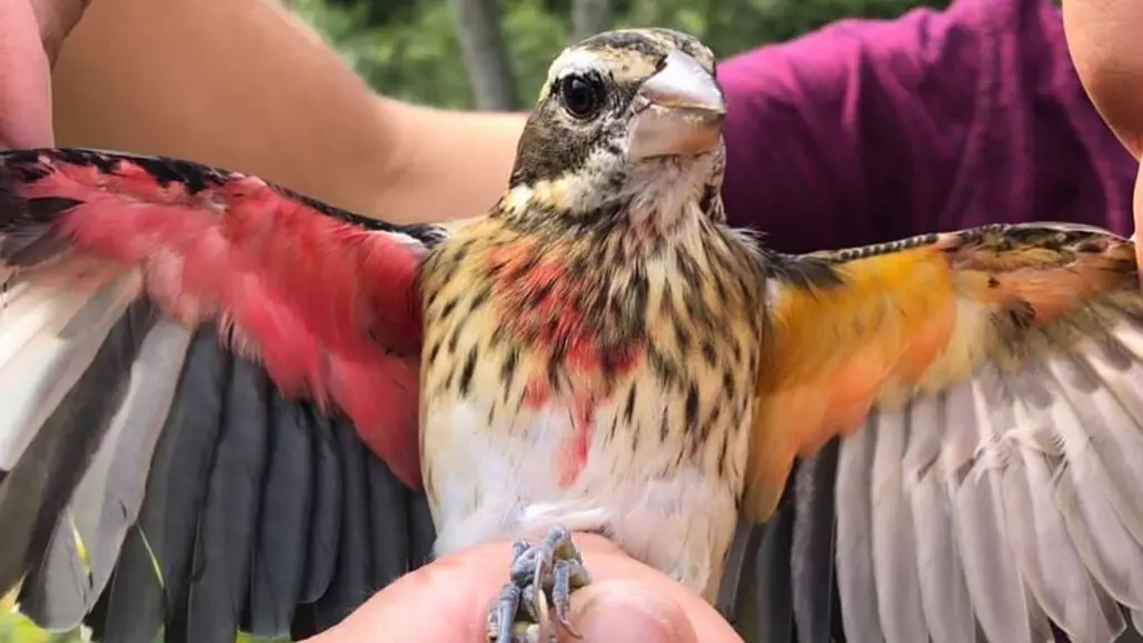 En la Reserva de los Estados Unidos, encontró un ave-hynnandromorph. A la derecha de su plumaje de hombres, y en la izquierda - hembras