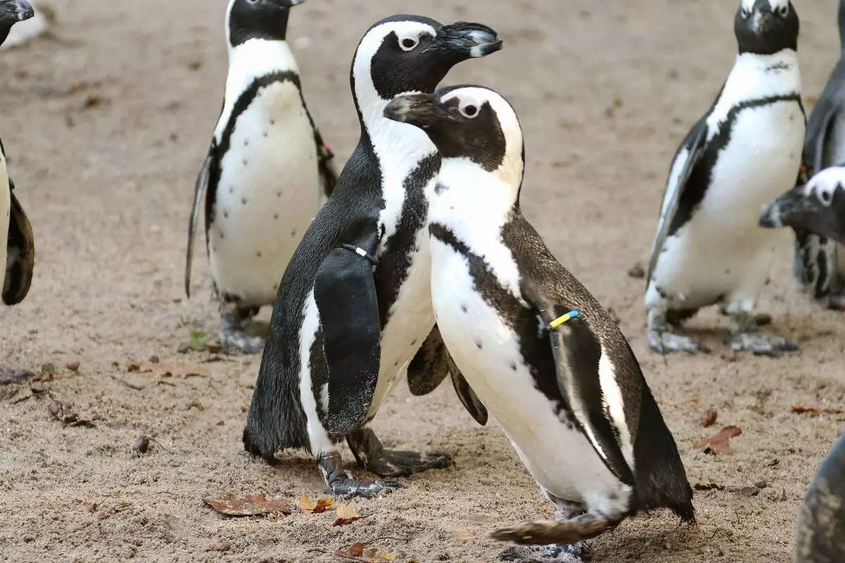 Penguins homoseksual vodhi një vezë në pinguins lezbike në një kopsht zoologjik holandez