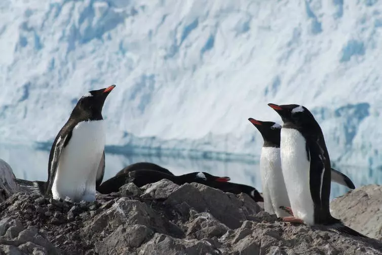 Tres nuevos tipos de pingüinos descubiertos en las islas del Océano Sur.