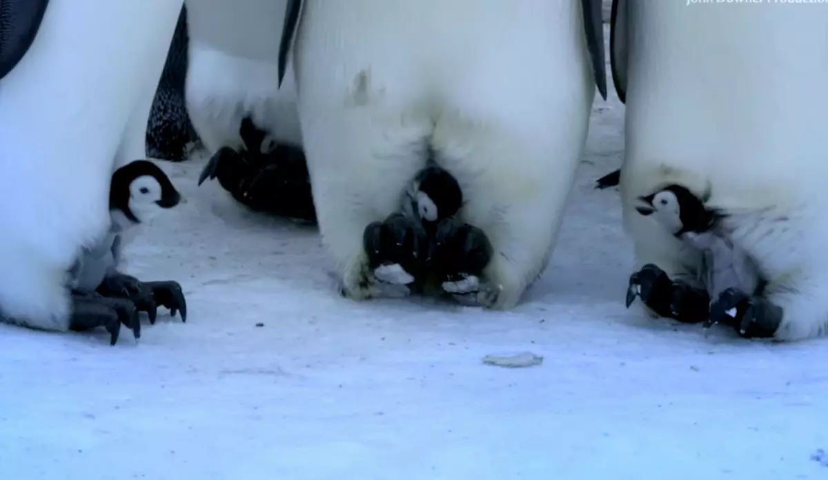 Penguins muncul: Video dari Penguin Spy