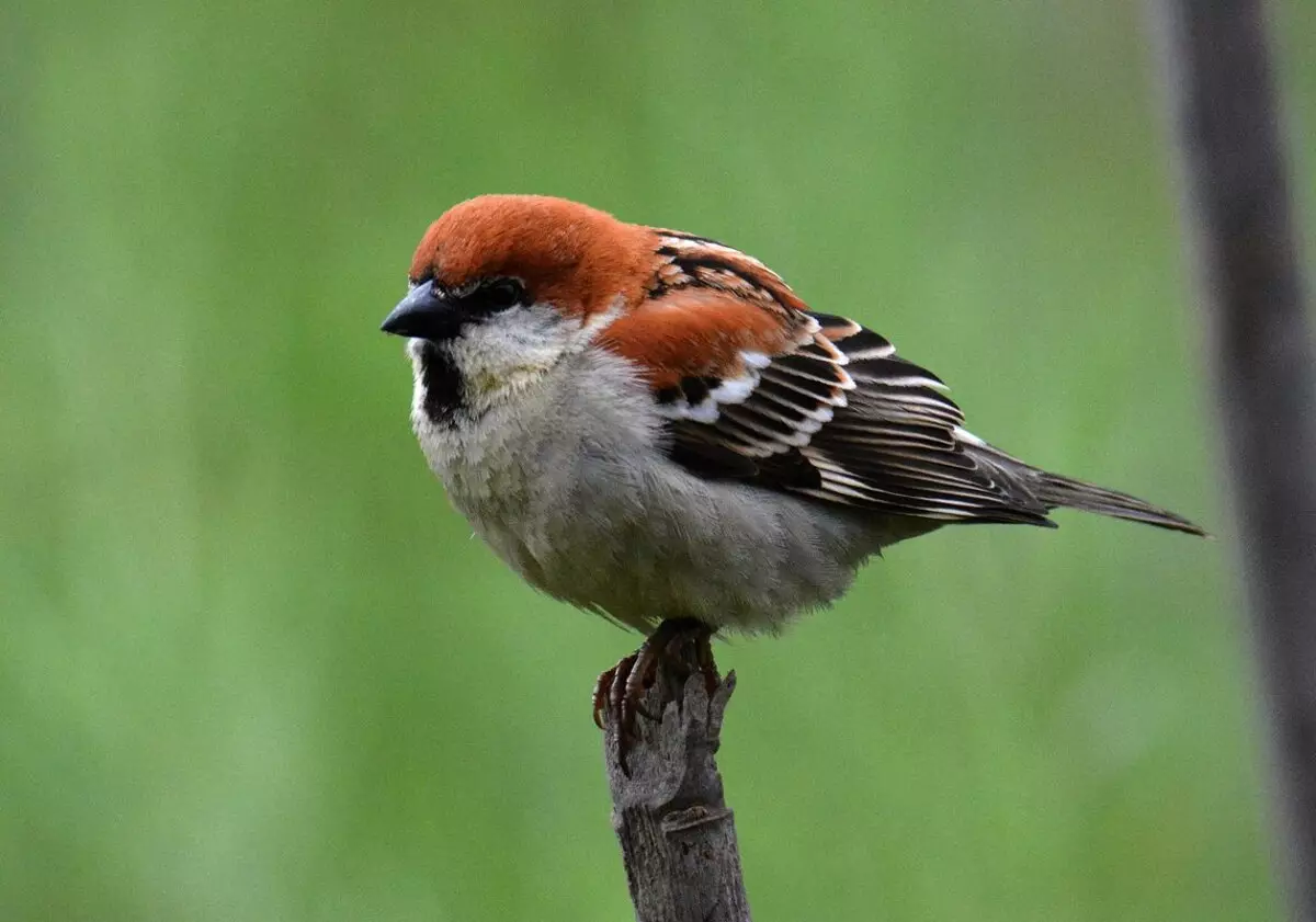 Sparrows abang nambahake sarang perawatan kanggo nyingkirake parasit