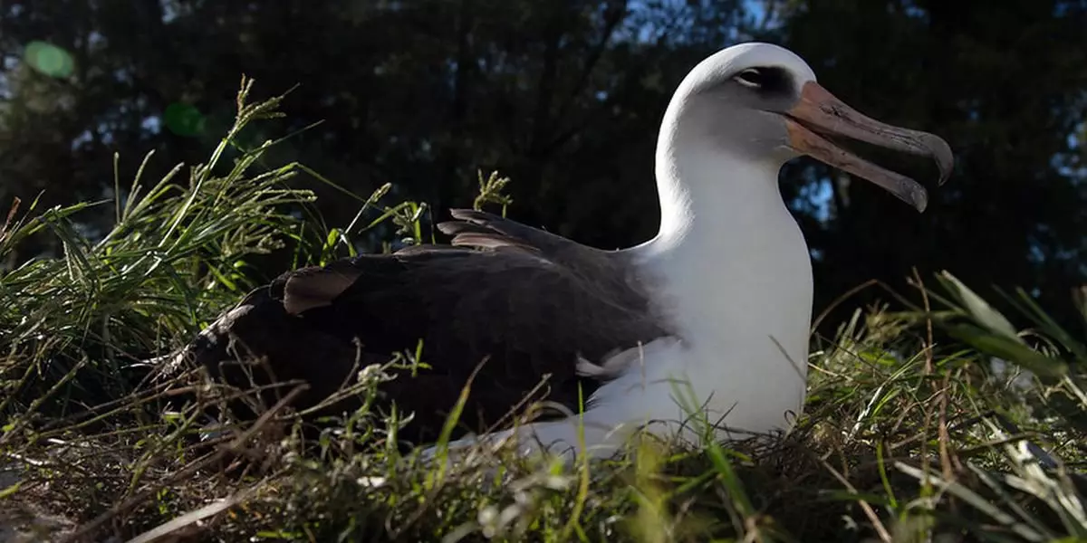 Batas Mama: Burung liar tertua di dunia menghancurkan telur dalam 69 tahun