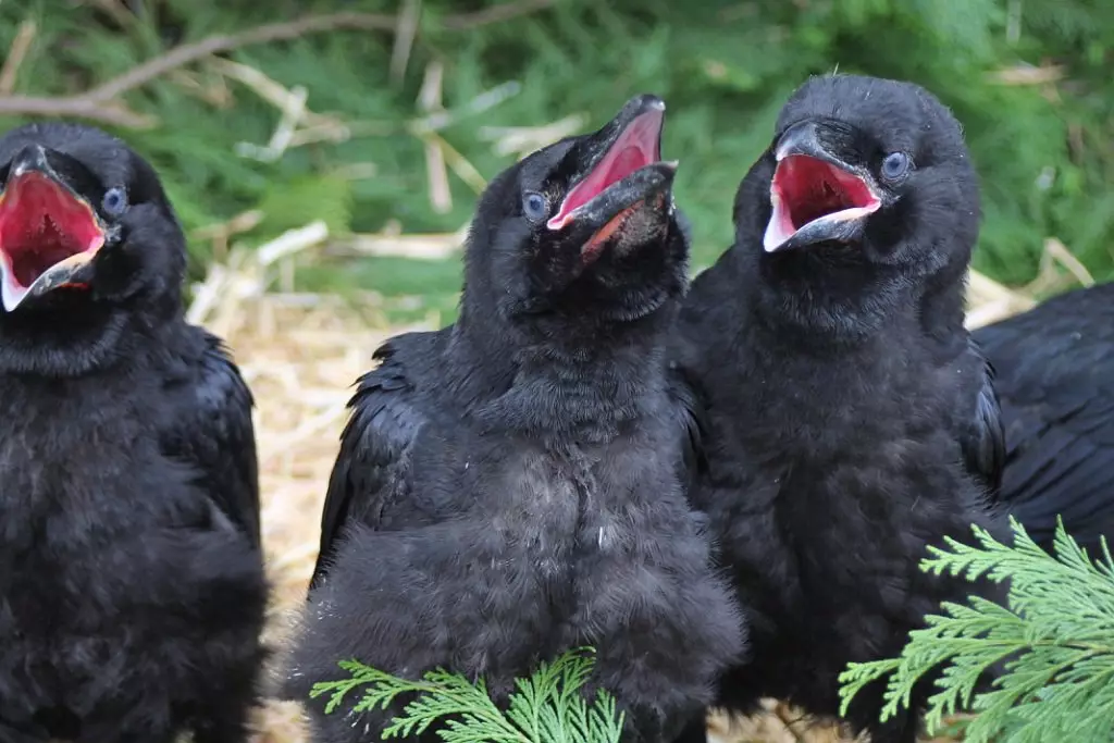 4-ամսյա ագռավները չեն տվել մեծահասակների առաջնեկներին ճանաչողական կարողություններում. Տեսանյութ