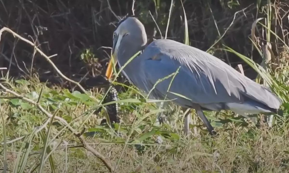 Heron Swallows Alligator: Video