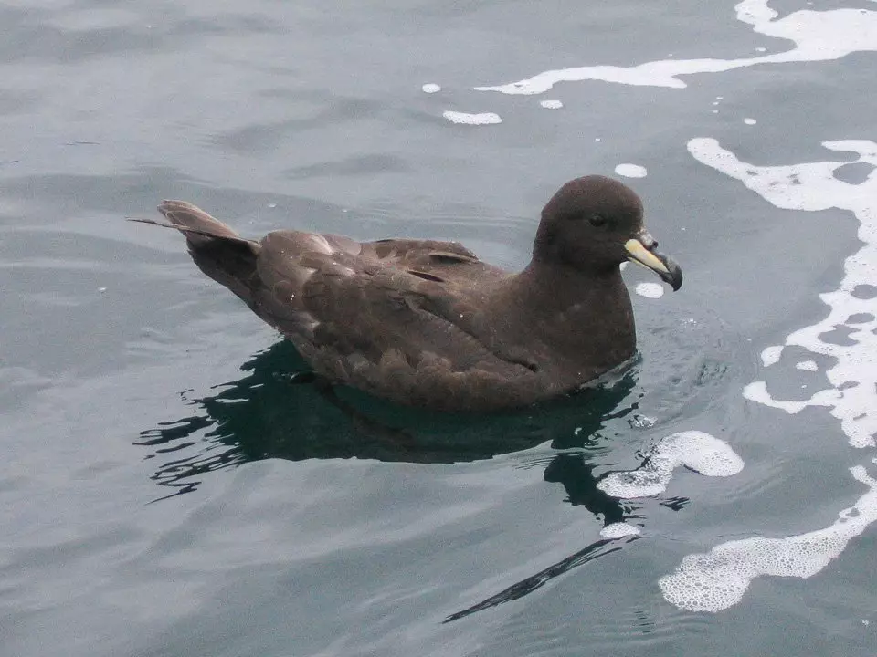 Westland PETREL