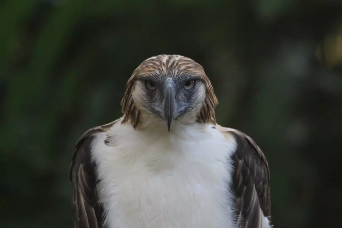 Filipino Eagle-Monkey：鳥は何ですか？