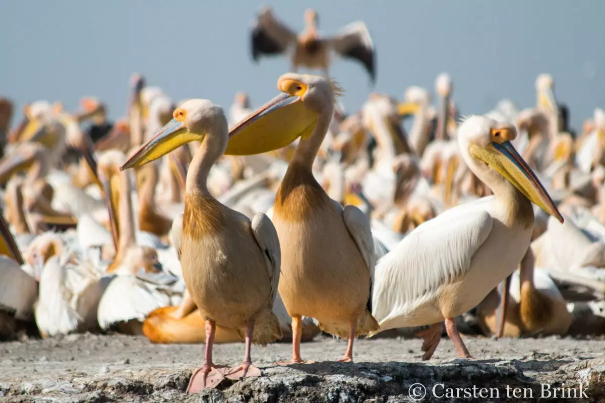 Na reserva de aves no Senegal encontrou 750 pelicanos mortos