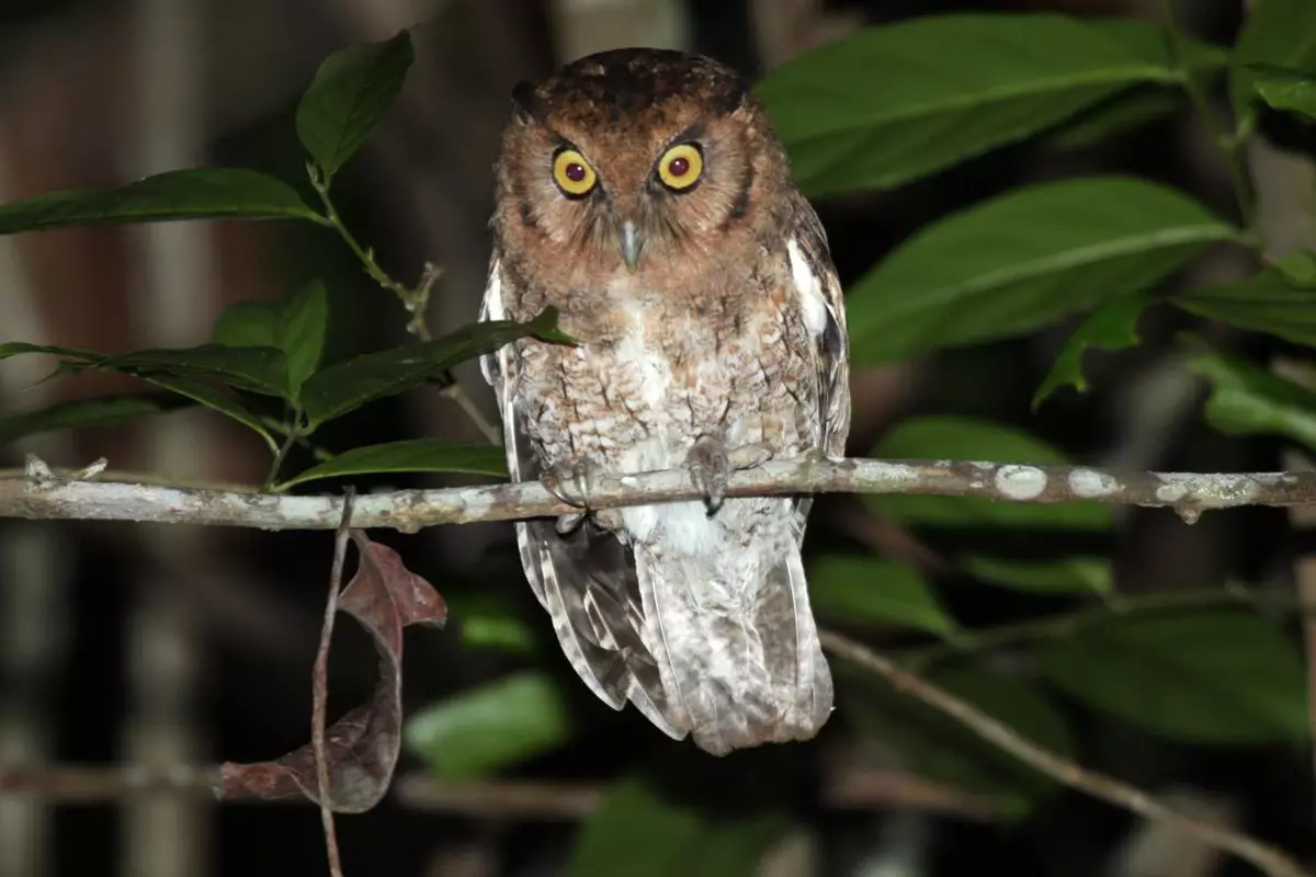 Dienvidamerikas mežos atraduši jaunus spārnu pūces veidus