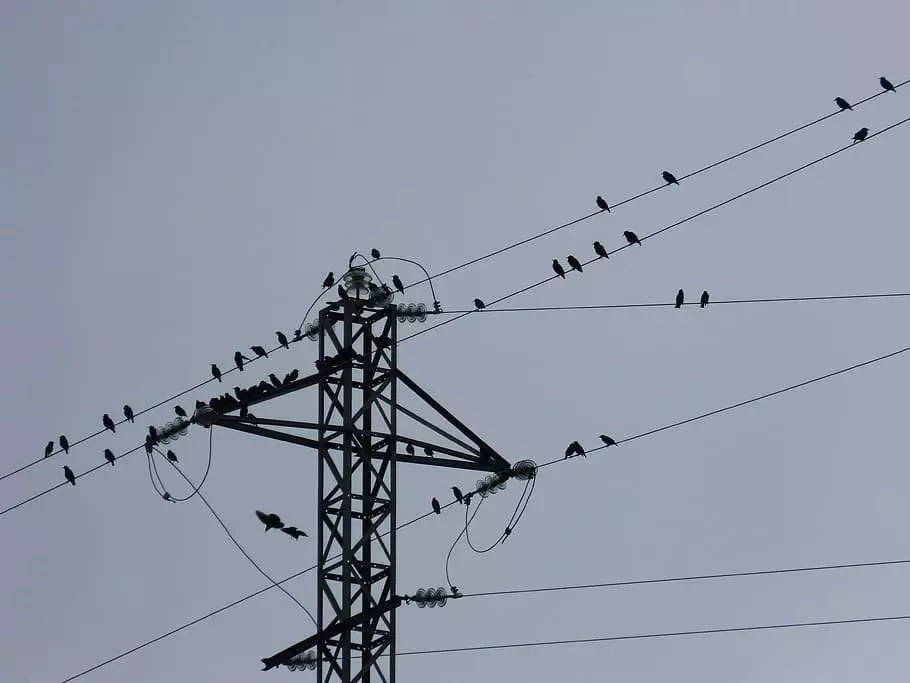 colosso energetico spagnolo ha presentato una causa per la morte di centinaia di uccelli