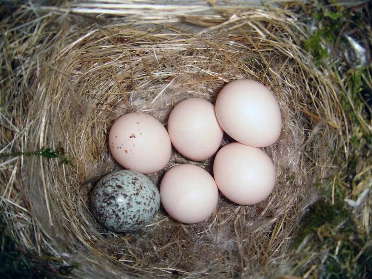 Eastern_Phoebe-Nest-brown-headhe-cowbird-egg.jpg