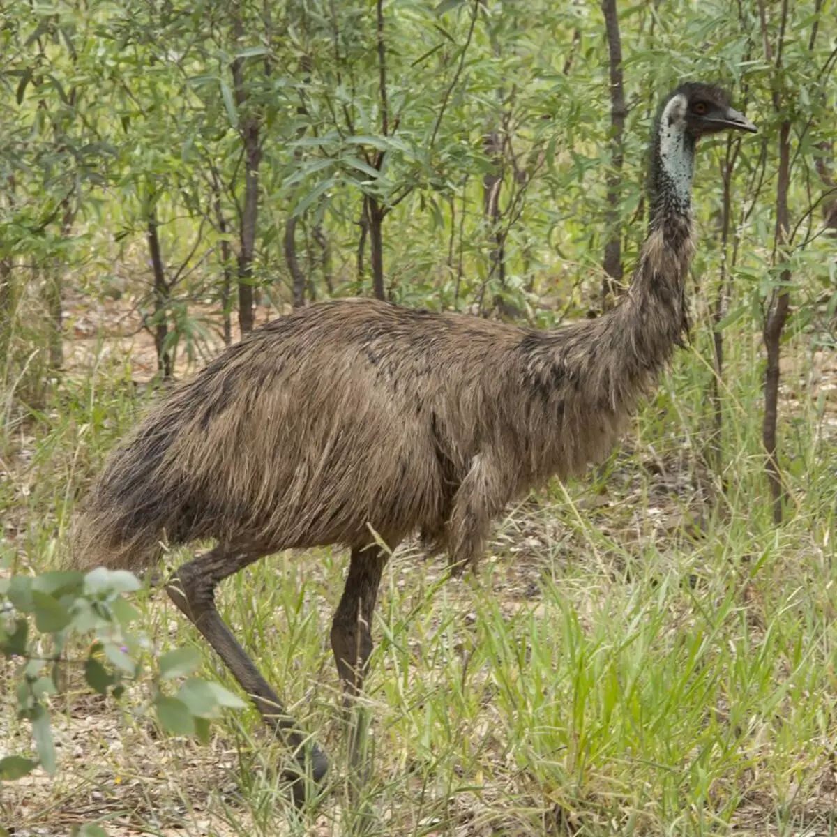 Zoo-k Recidivisten lapurra azaldu zuen: EMA ziren