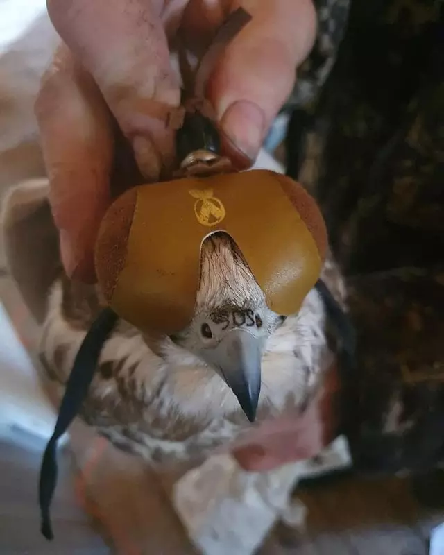 Varför gjorde fåglarna i Altai tatueringar?
