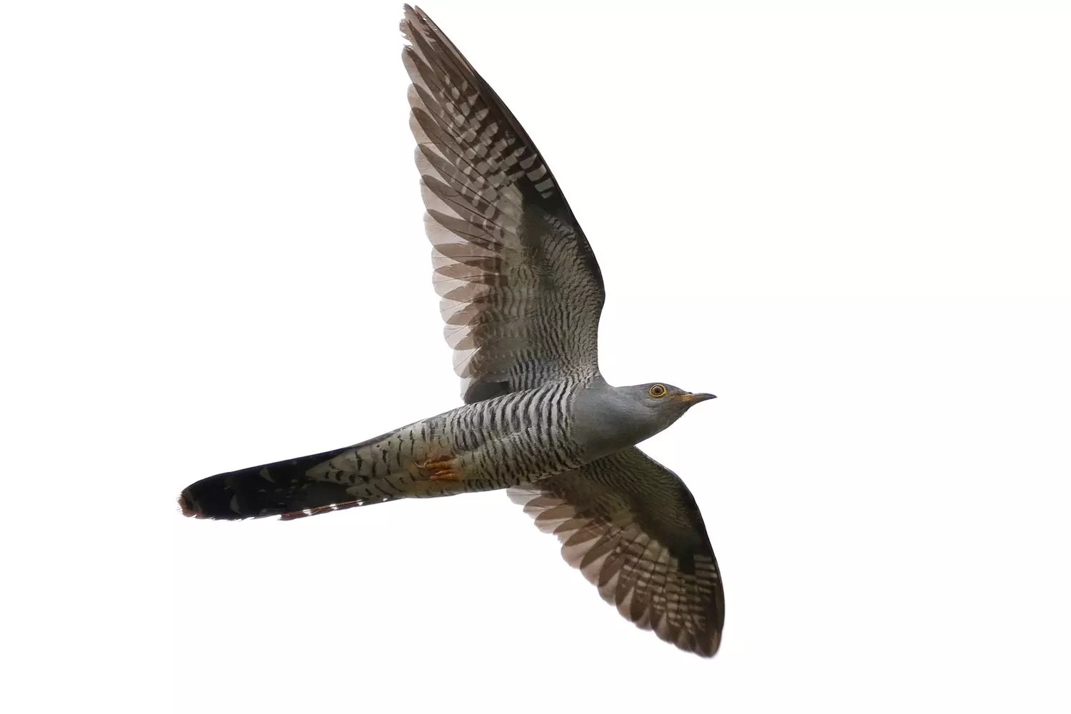 Cuckoo-rexistro titular en cinco anos 10 veces cruzou o Sáhara