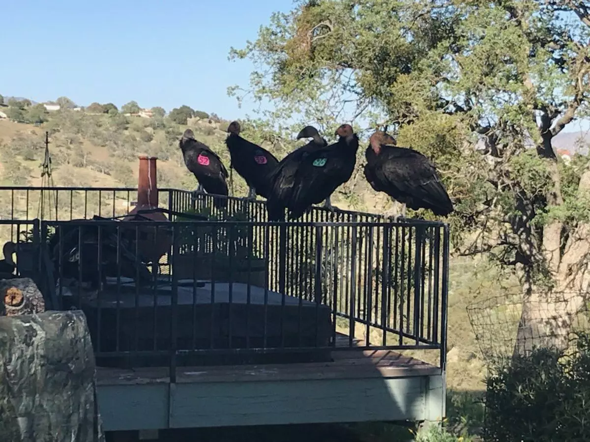 Rare Condors tẹdo a obirin ile ni California: Photo